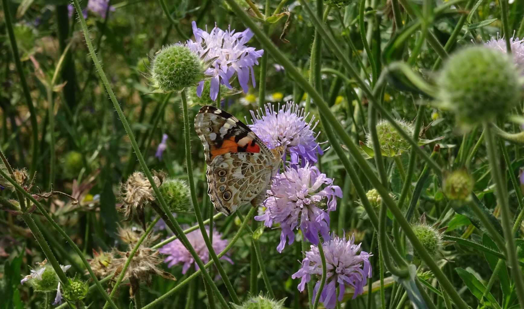 Mein Garten im Herbst und Winter (mit Astrid Walker)